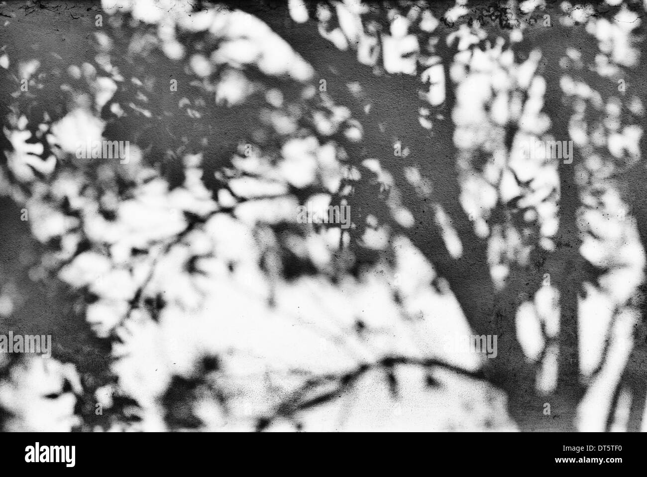 Shadow tree on white hi-res stock photography and images - Alamy