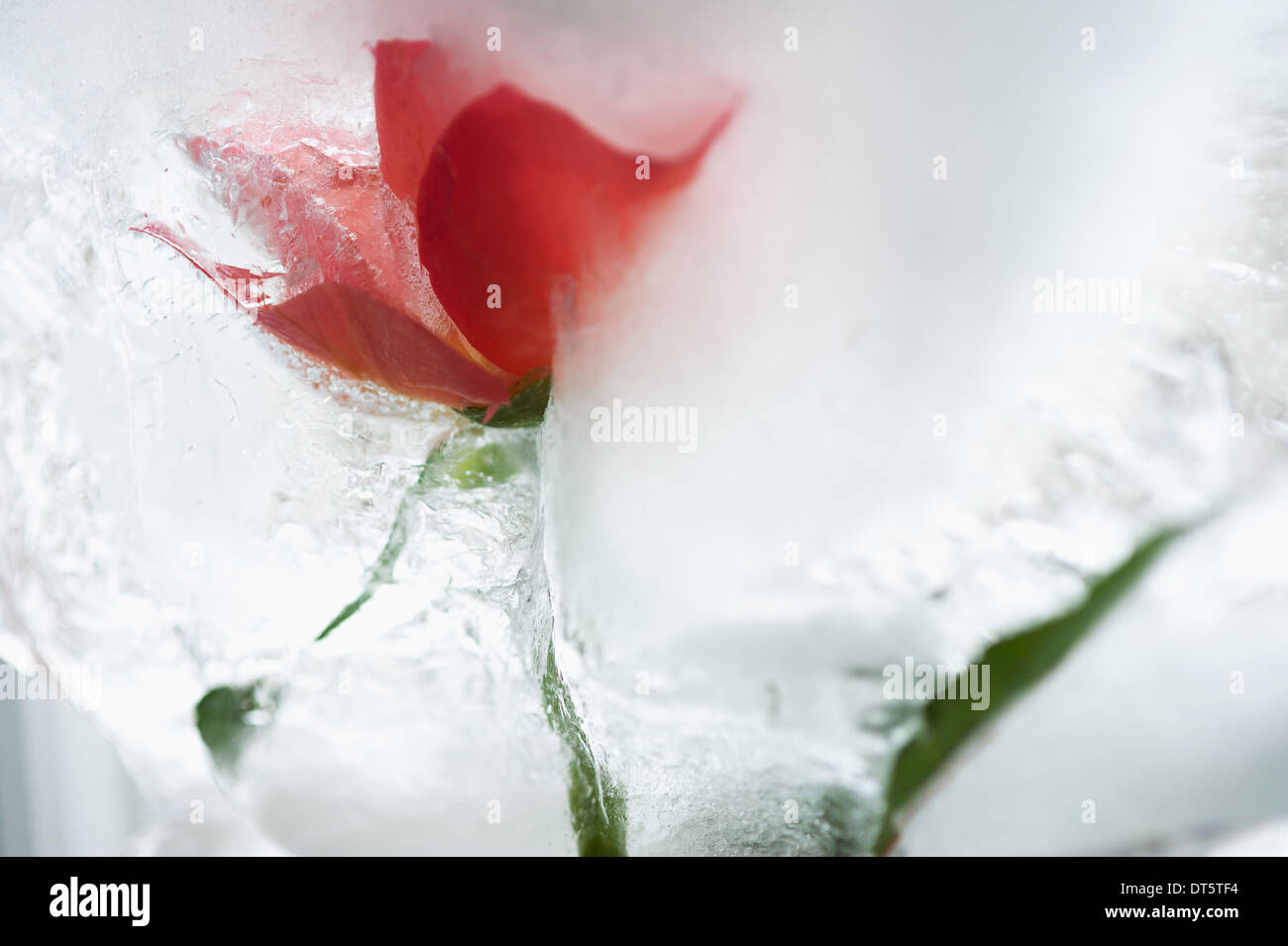 pink rose frozen in a block of ice Stock Photo - Alamy