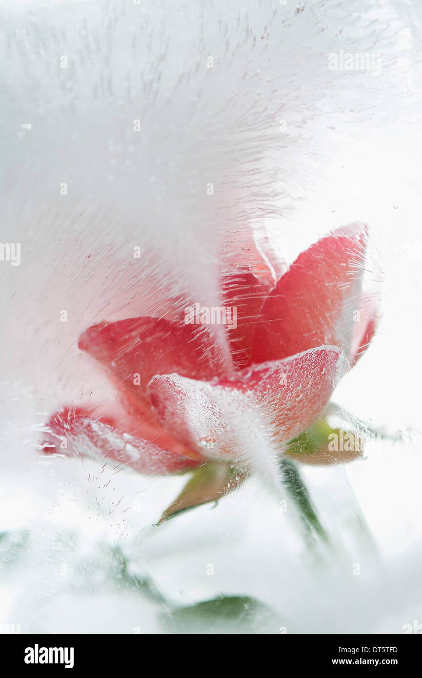 pink rose frozen in a block of ice Stock Photo - Alamy