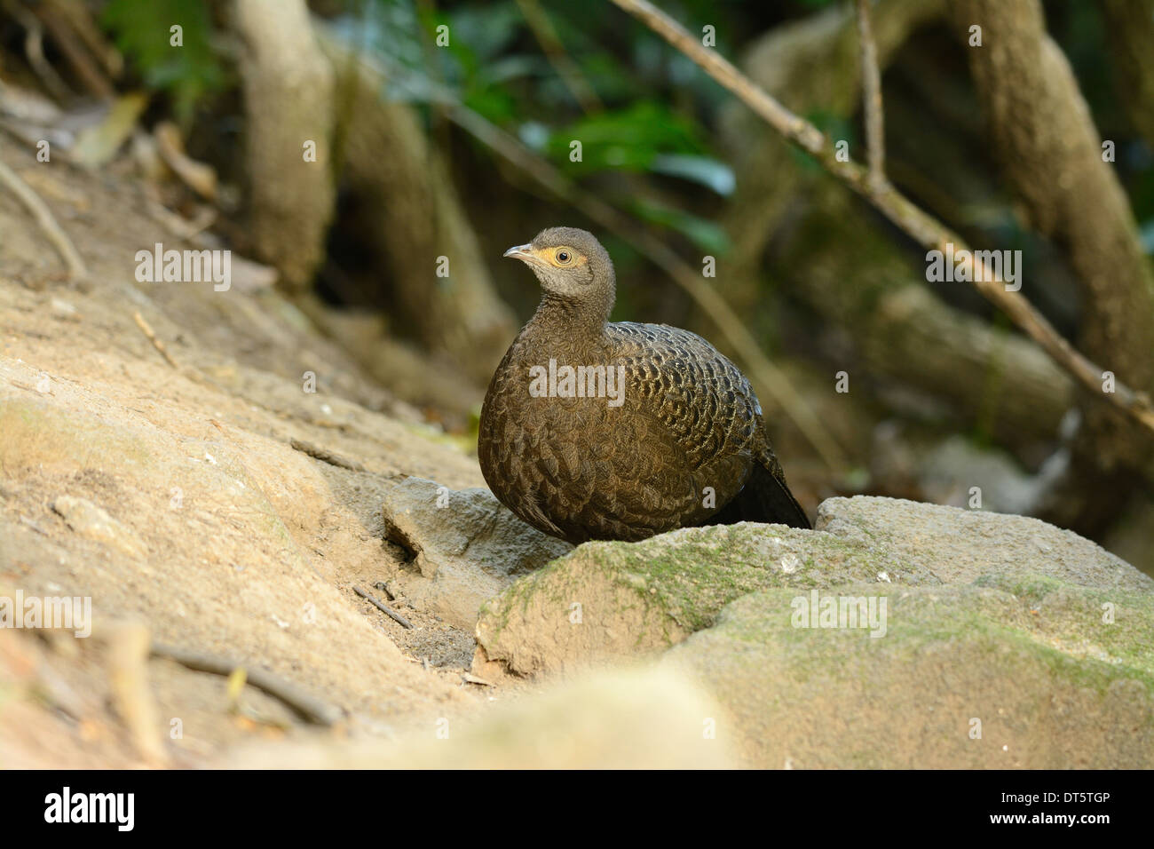 beautiful female gray peacock-pheasant (Polyplectron bicalcaratum) in Thai forest Stock Photo ...