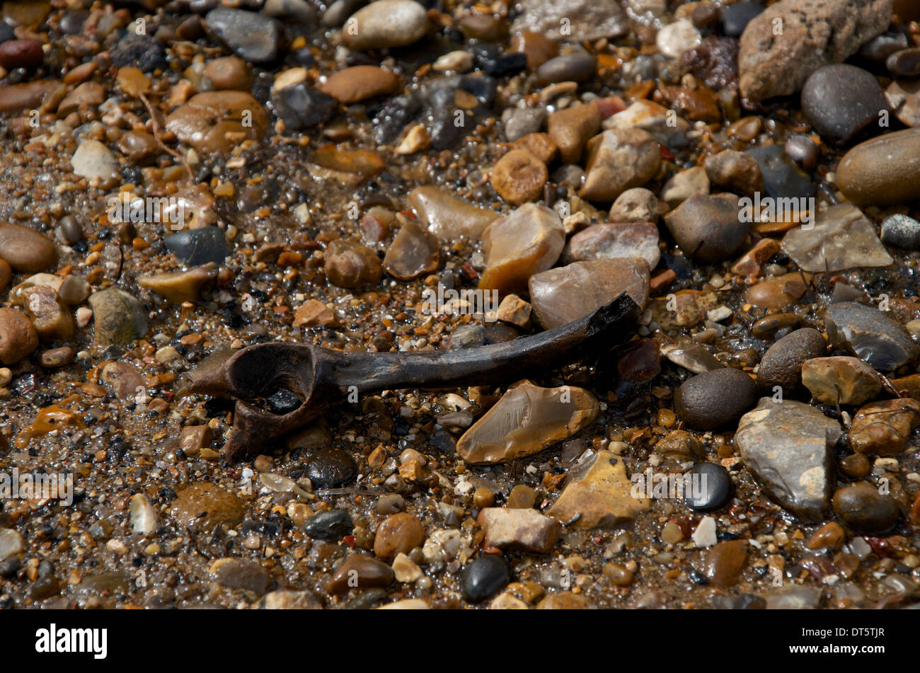 Weathered bone on the beach lying amongst pebbles and seaweed Stock ...