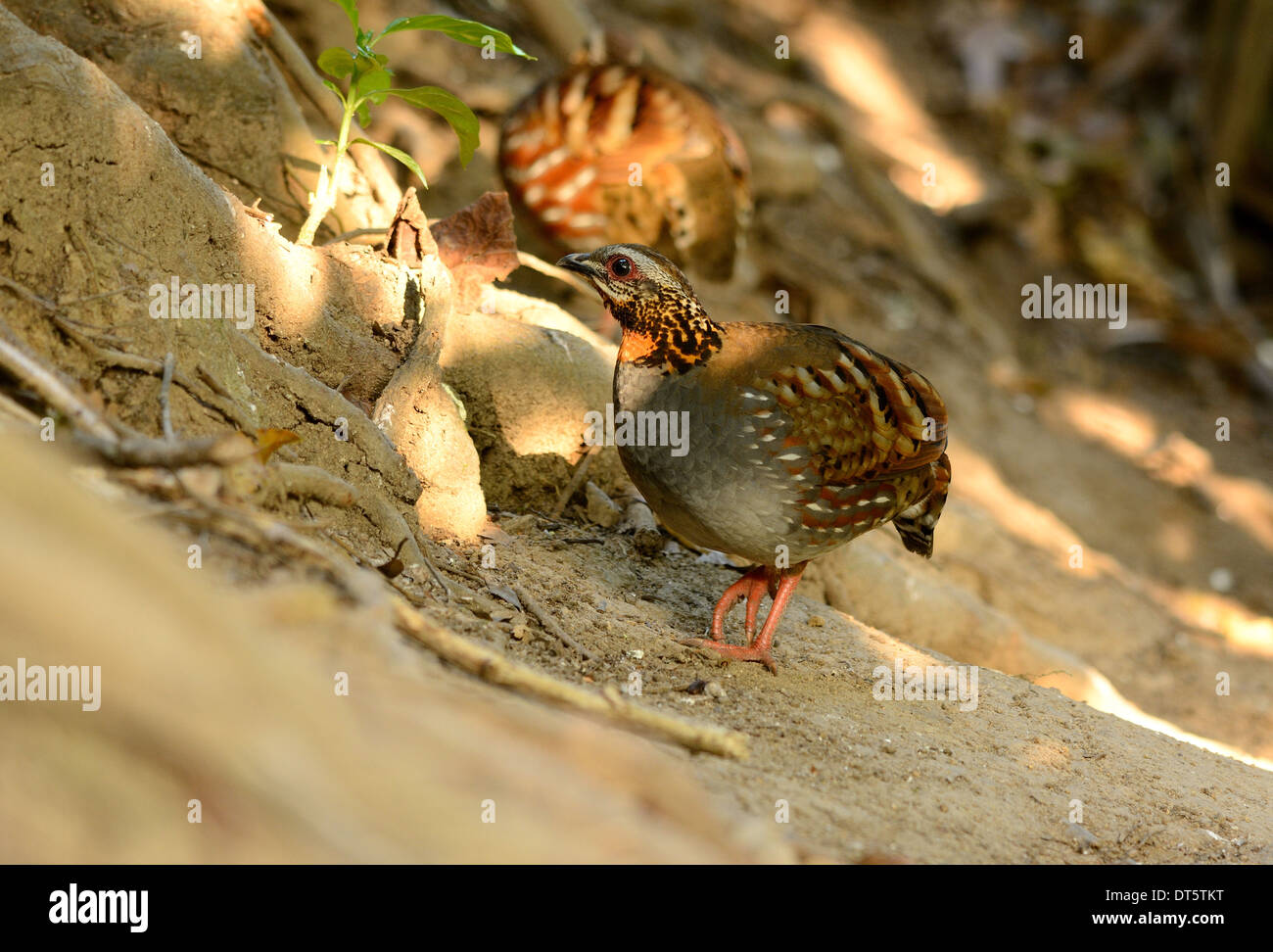 beautiful rufous-throated partridge (Arborophila rufogularis) in Thai ...