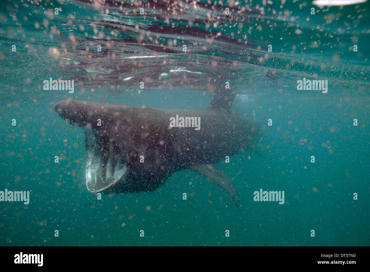 Basking shark in thick plankton Stock Photo - Alamy