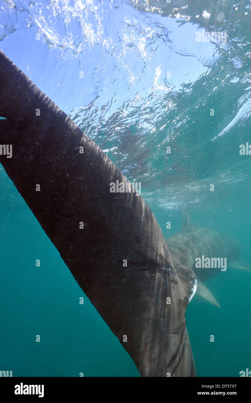 Shark fin tail hi-res stock photography and images - Alamy