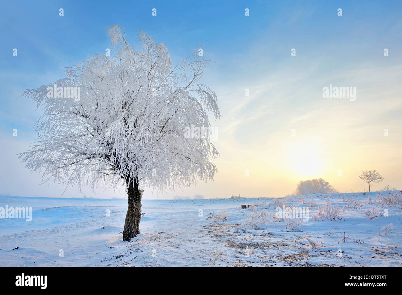 Frozen tree hi-res stock photography and images - Alamy