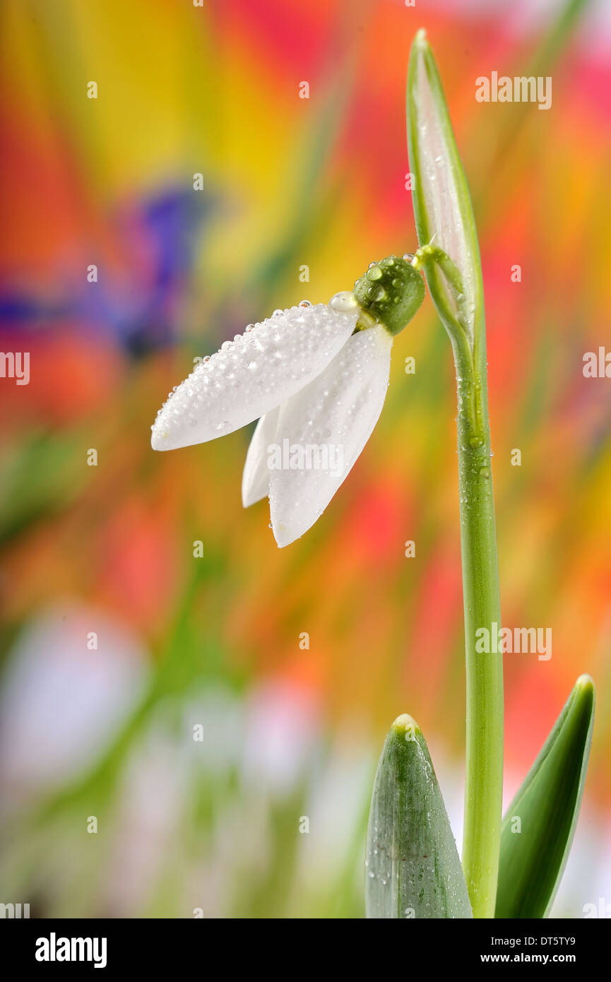 single snowdrop shoot in garden Stock Photo - Alamy