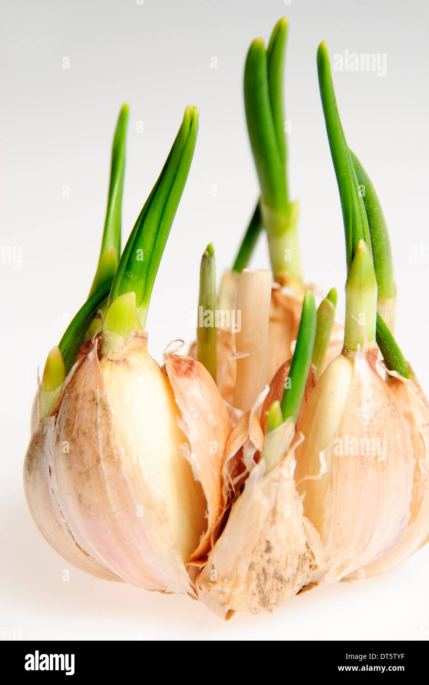 Germinate garlic with peel on white background Stock Photo - Alamy