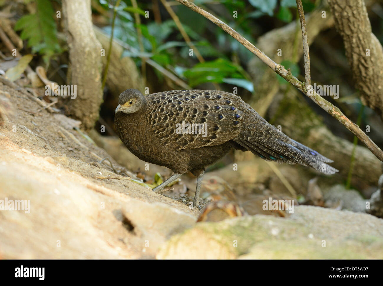 Gray peacock pheasant hi-res stock photography and images - Alamy
