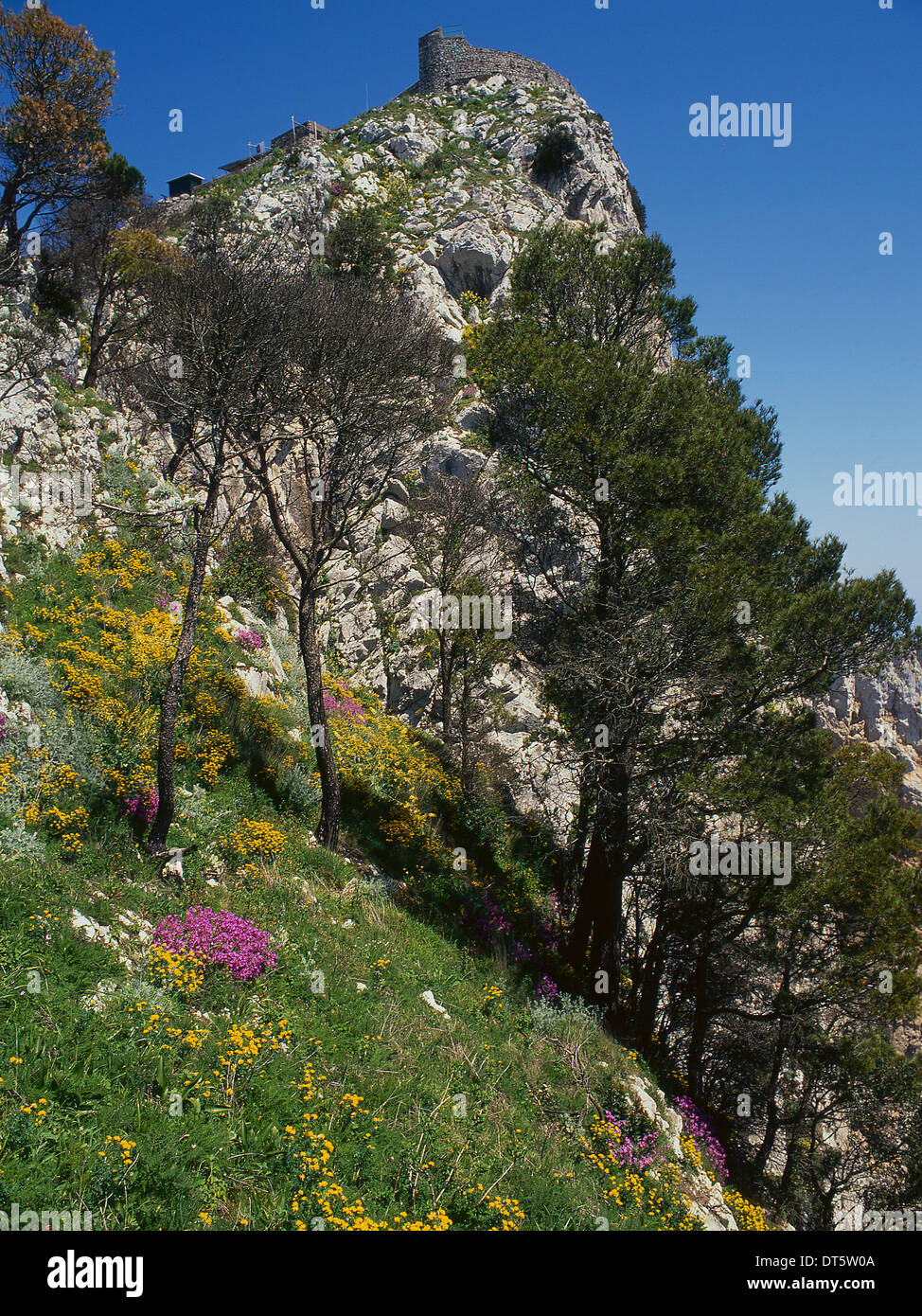 Capri fauna hi-res stock photography and images - Alamy