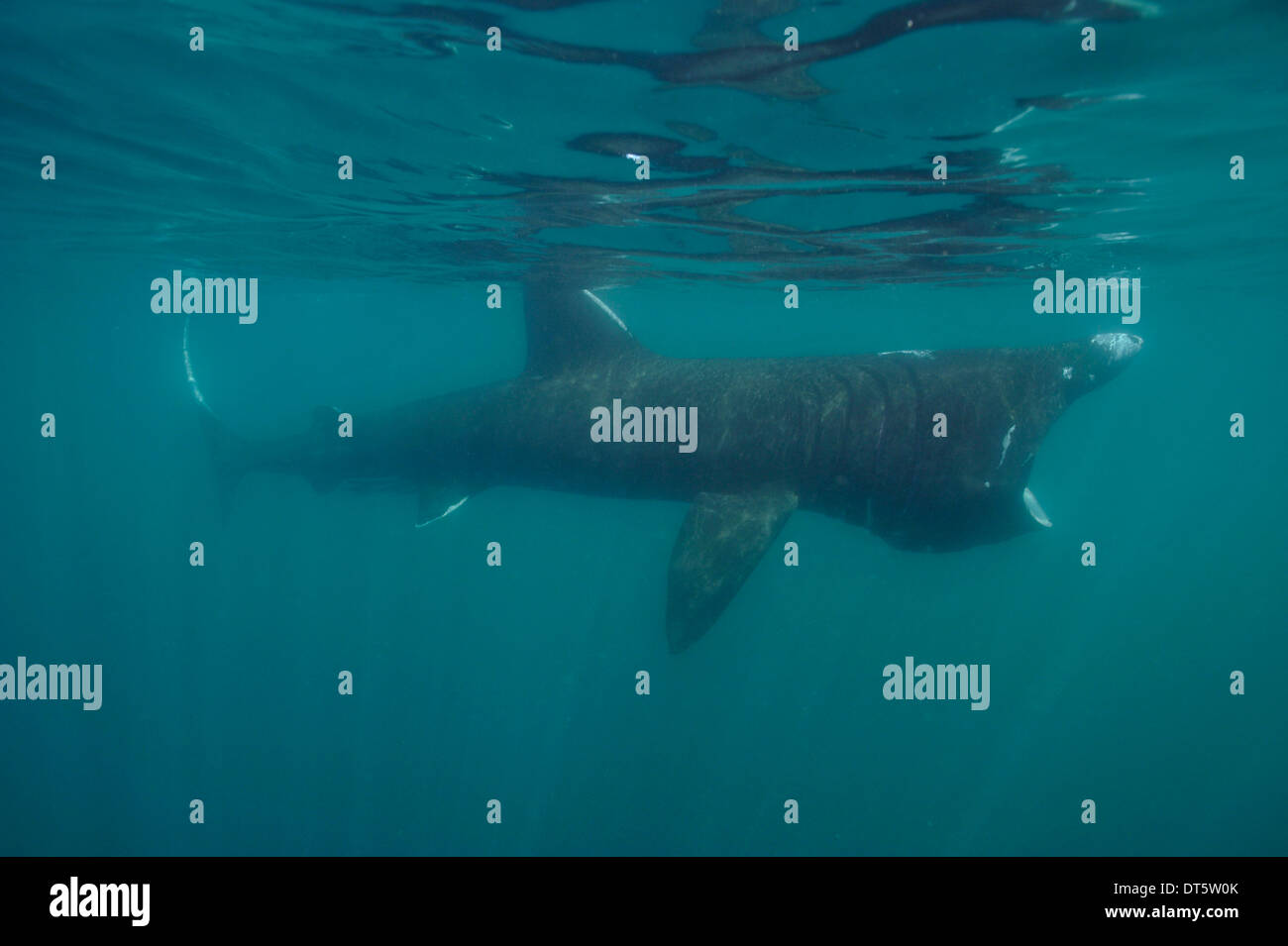 Basking shark gill rakers hi-res stock photography and images - Alamy