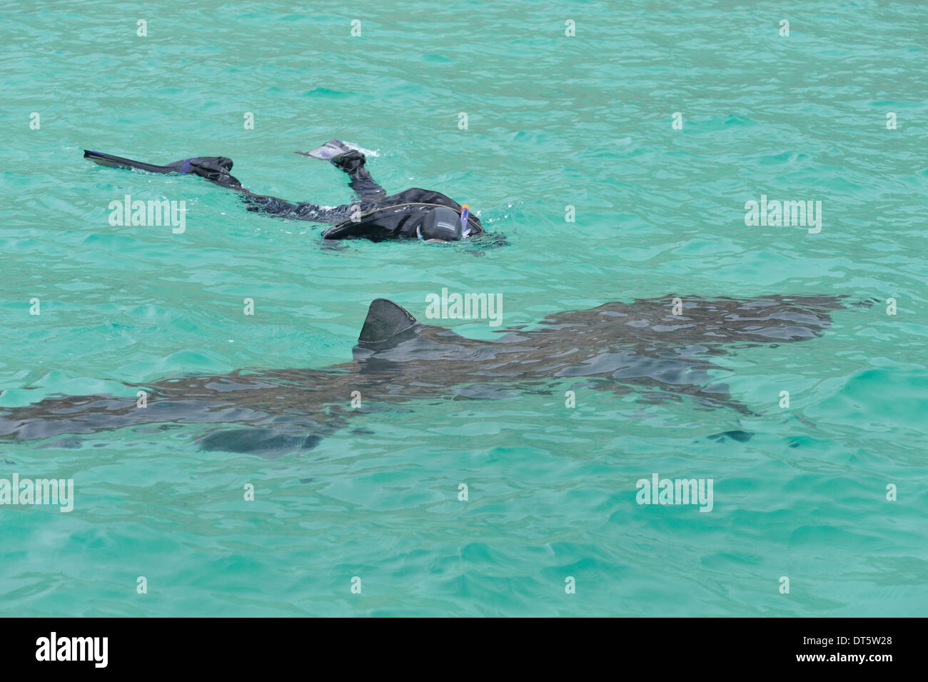 swimming with basking sharks Stock Photo - Alamy
