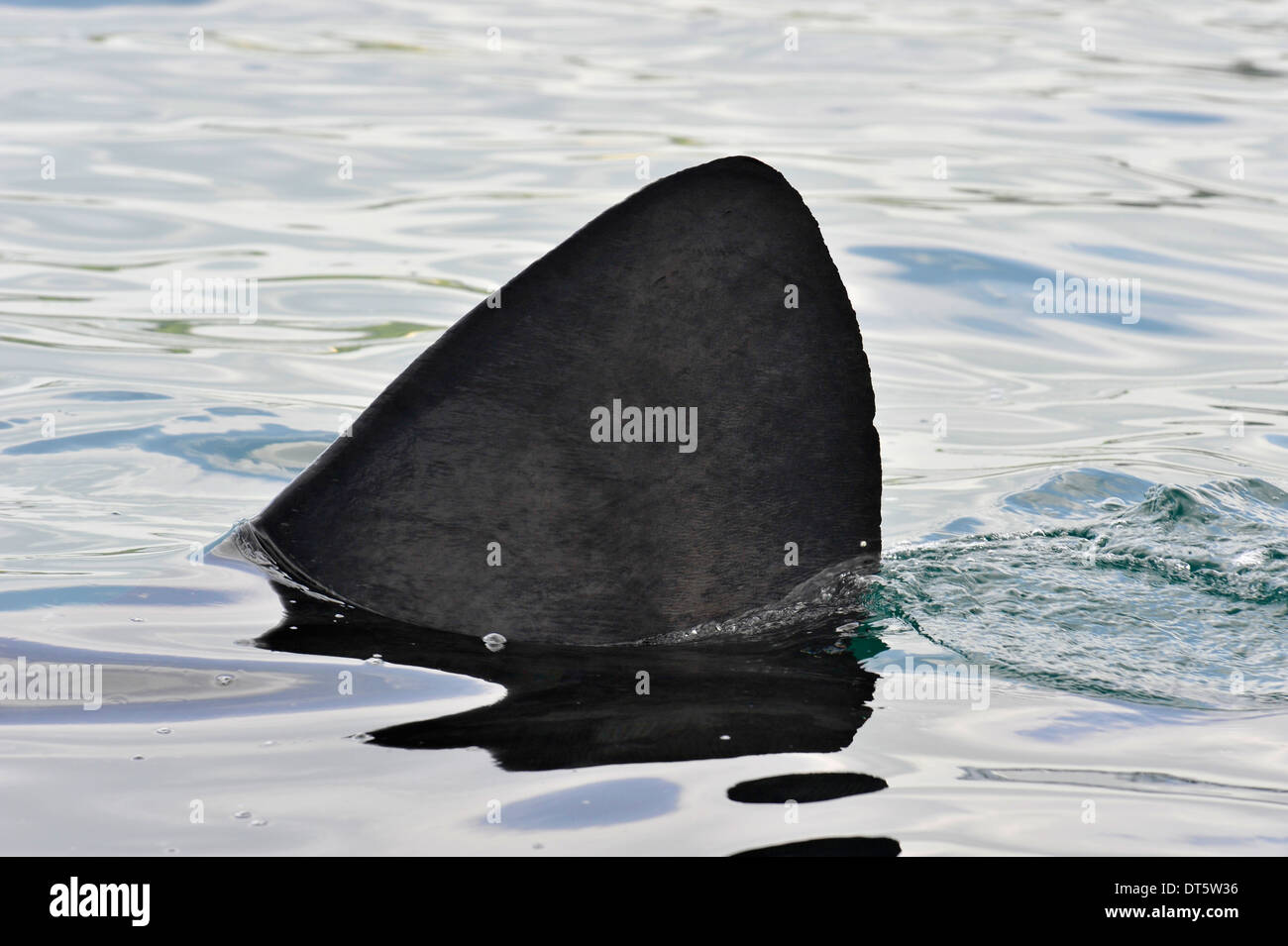 Basking sharks hi-res stock photography and images - Alamy