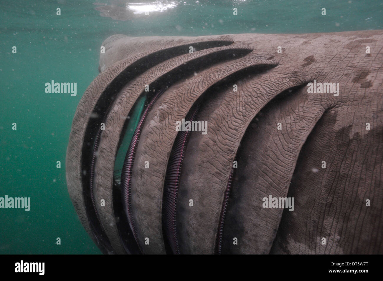 Basking shark hi-res stock photography and images - Alamy