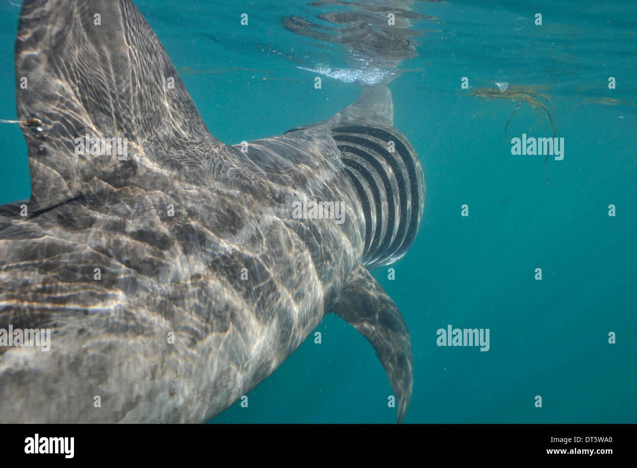 Basking shark gill rakers hi-res stock photography and images - Alamy