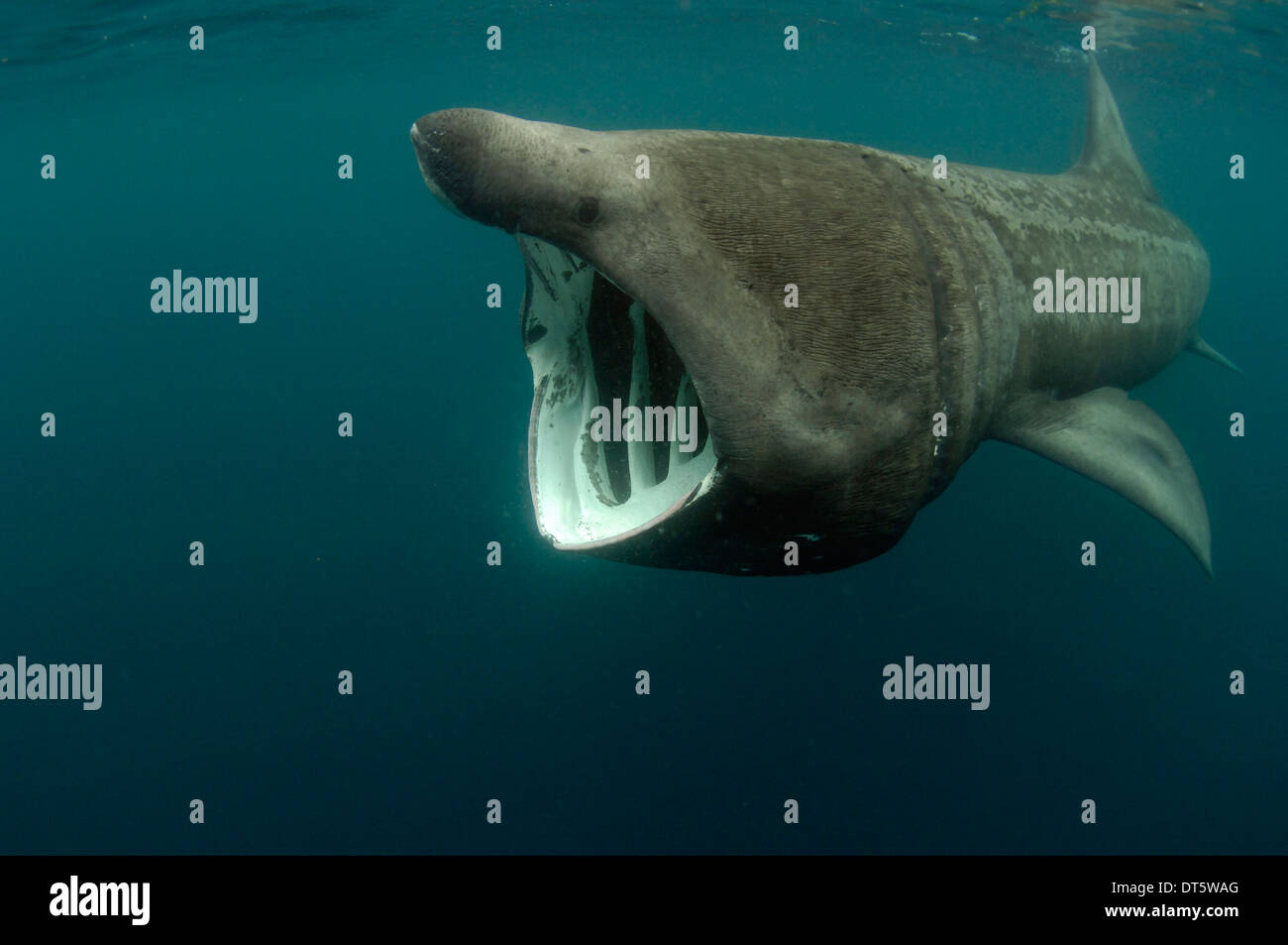 Basking shark gill rakers hi-res stock photography and images - Alamy