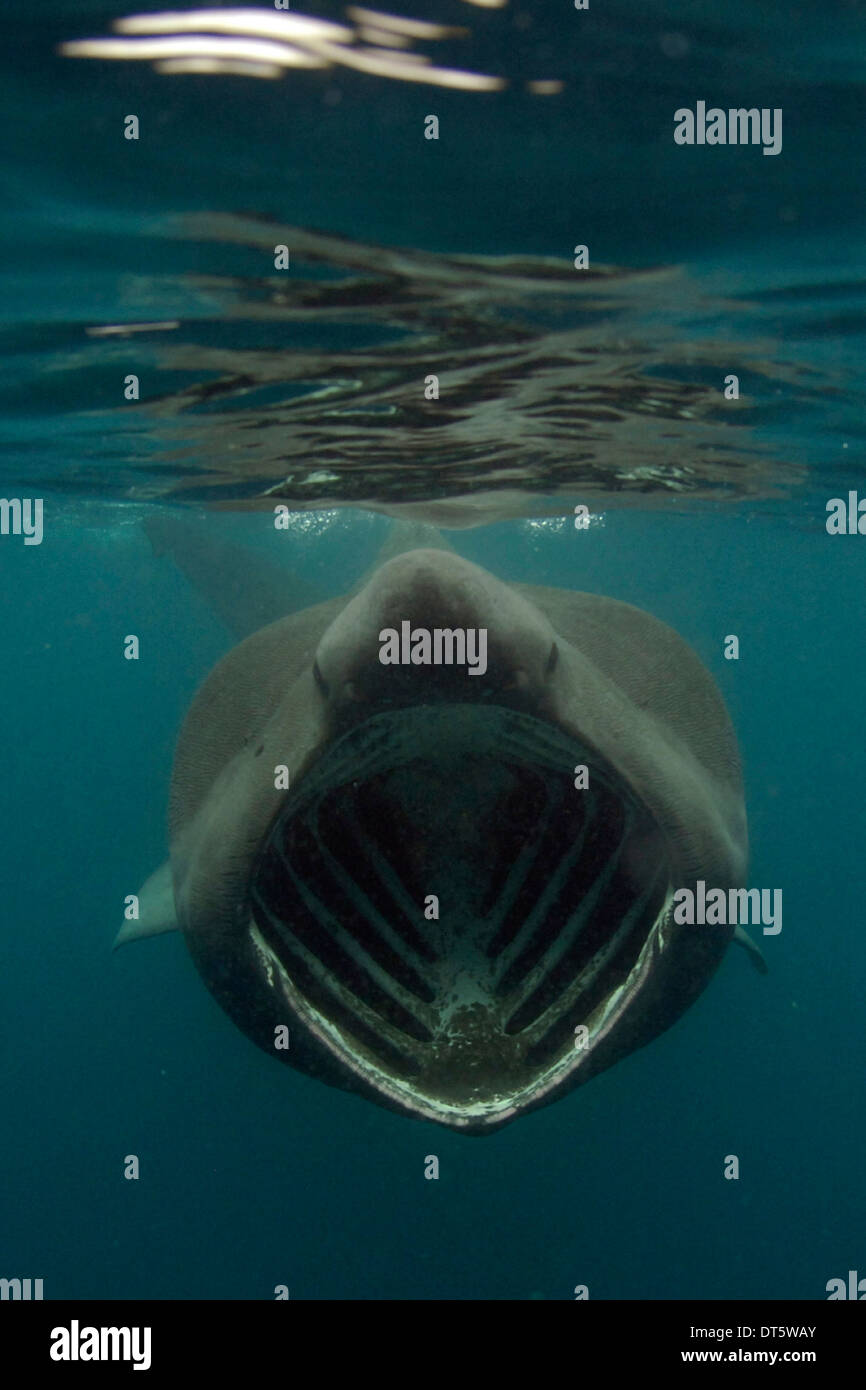 Basking shark gill rakers hi-res stock photography and images - Alamy
