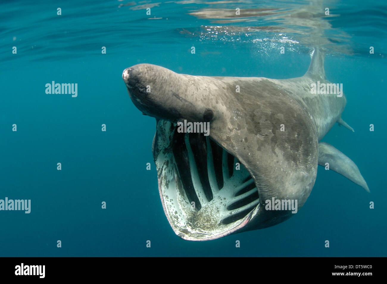 Gill rakers hi-res stock photography and images - Alamy