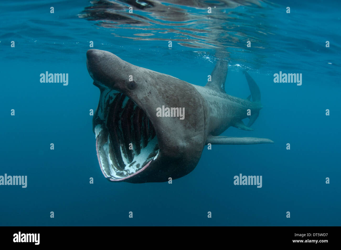 Basking shark gill rakers hi-res stock photography and images - Alamy