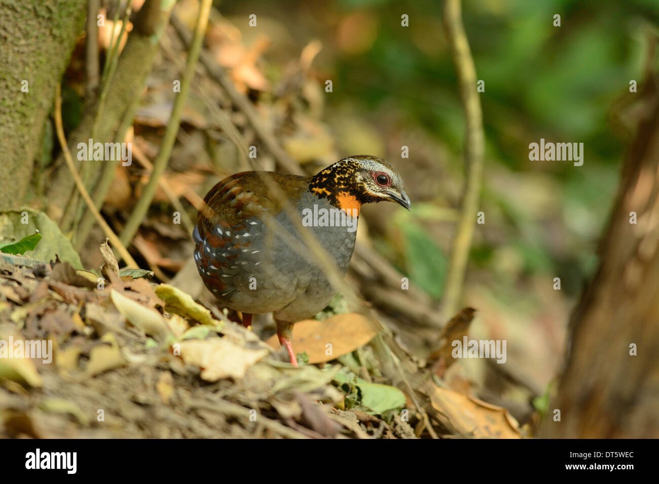 beautiful rufous-throated partridge (Arborophila rufogularis) in Thai ...