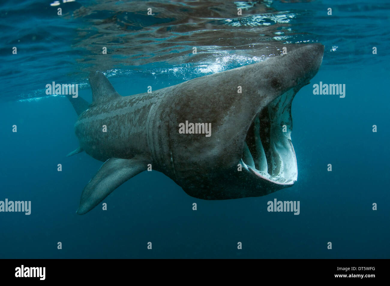 Basking shark gill rakers hi-res stock photography and images - Alamy