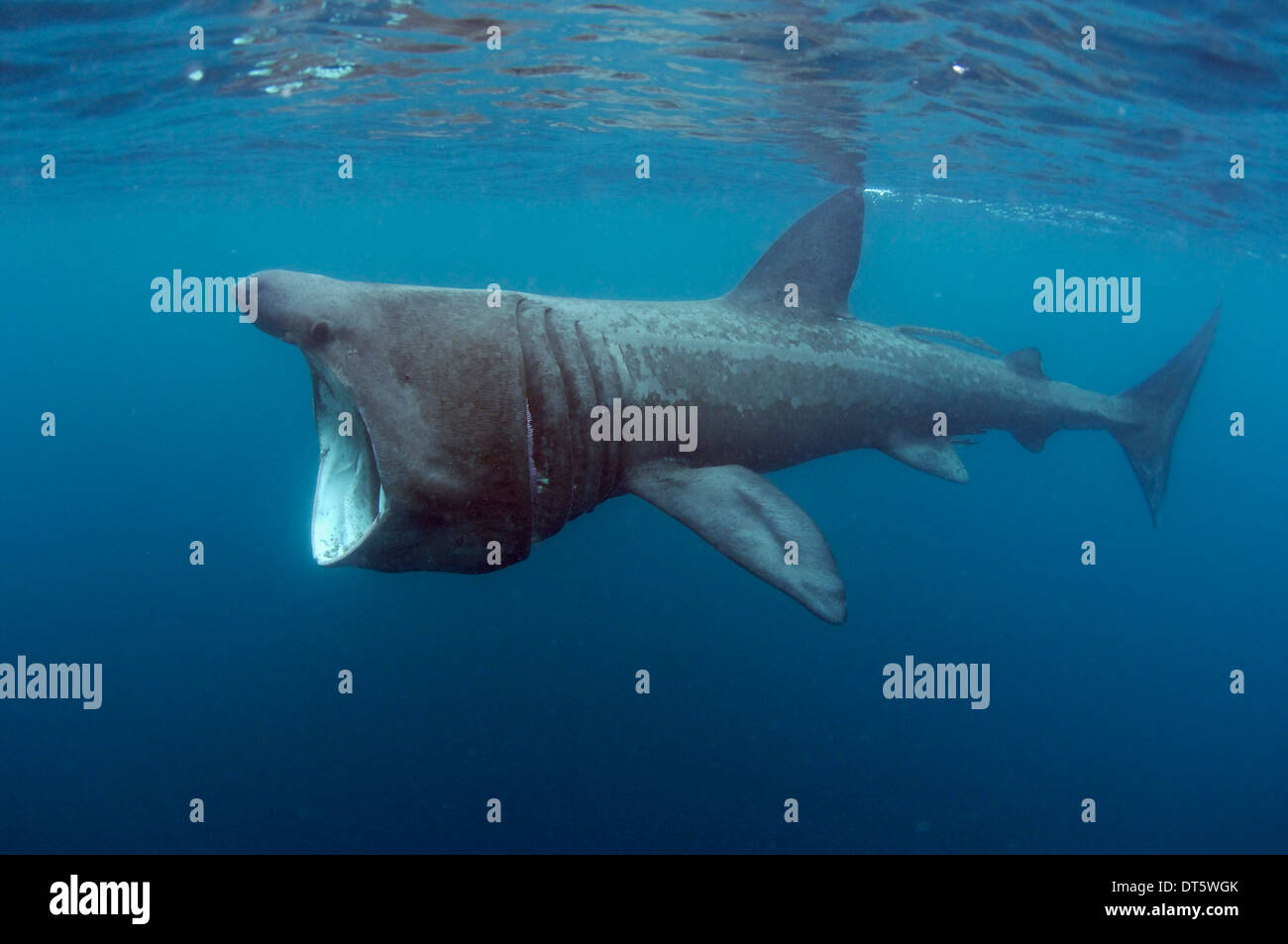 Basking shark gill rakers hi-res stock photography and images - Alamy