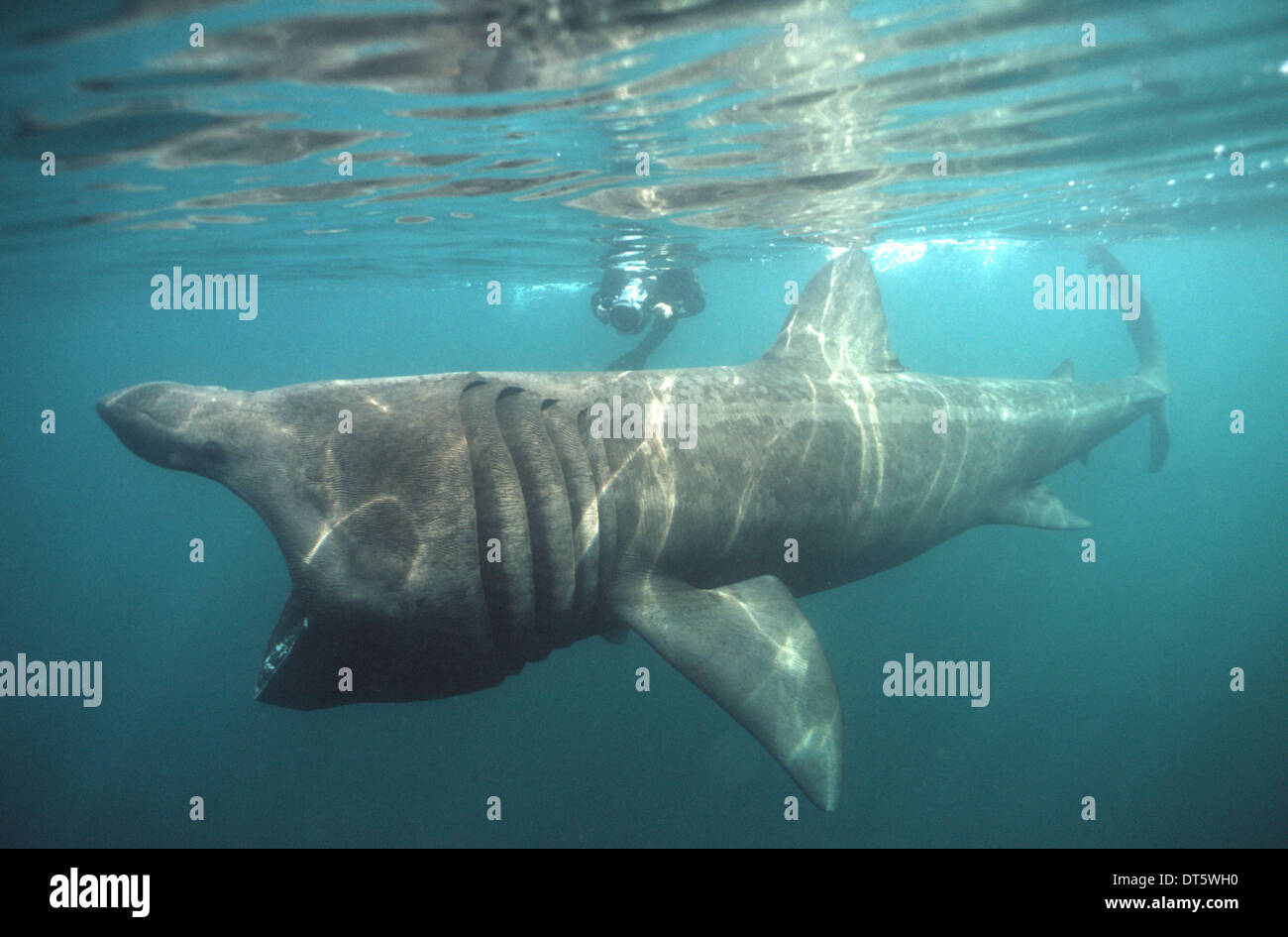 Basking Shark
