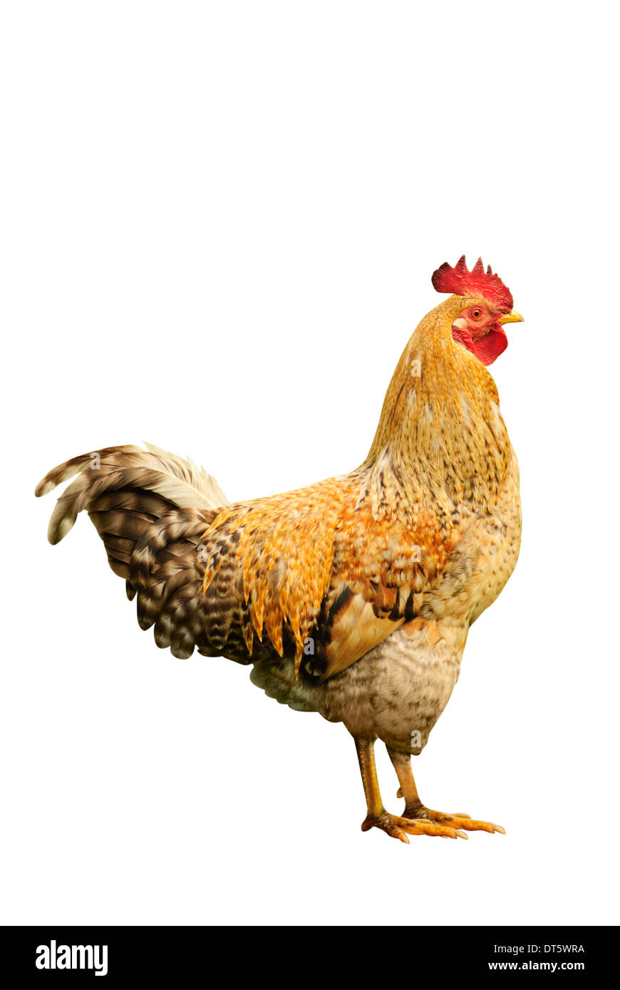 Rooster on shoulder hi-res stock photography and images - Alamy