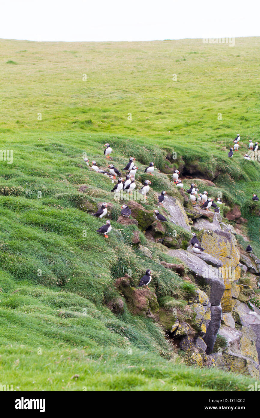 Atlantic puffin colony at Ingolfshofdi, Iceland Stock Photo - Alamy
