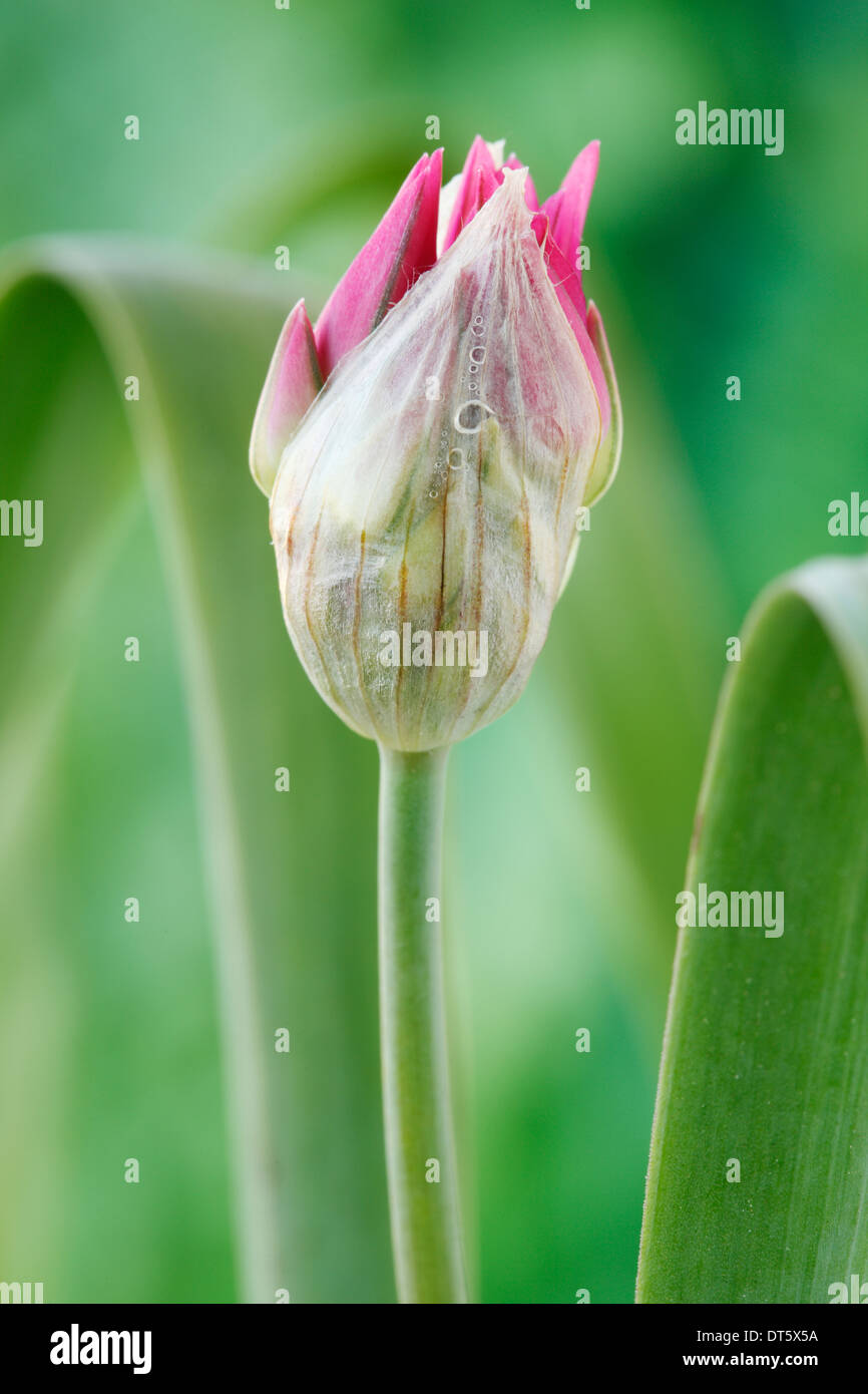 Allium oreophilum Mountain lover Pink lily leek Flower bud starting to ...
