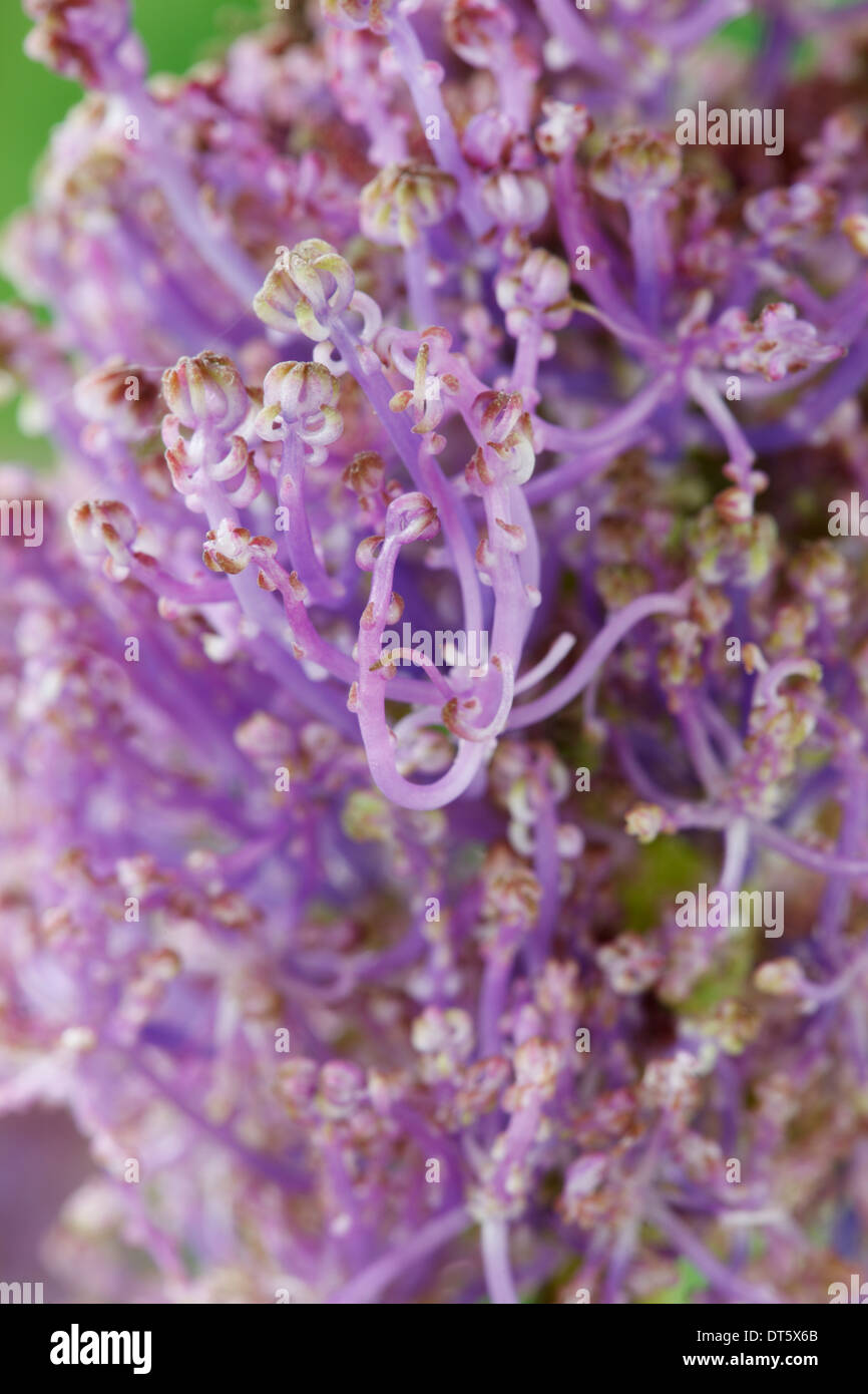 Muscari comosum 'Plumosum' Feather grape hyacinth May Stock Photo - Alamy