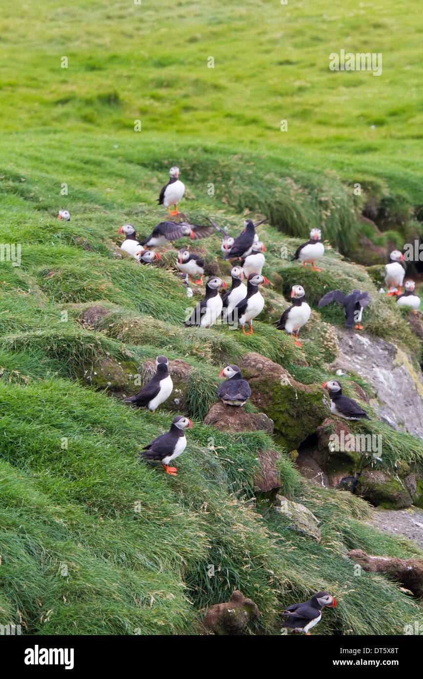 Atlantic puffin colony at Ingolfshofdi, Iceland Stock Photo - Alamy