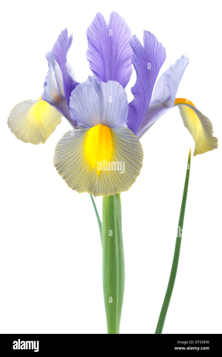 Blue yellow iris hi-res stock photography and images - Alamy