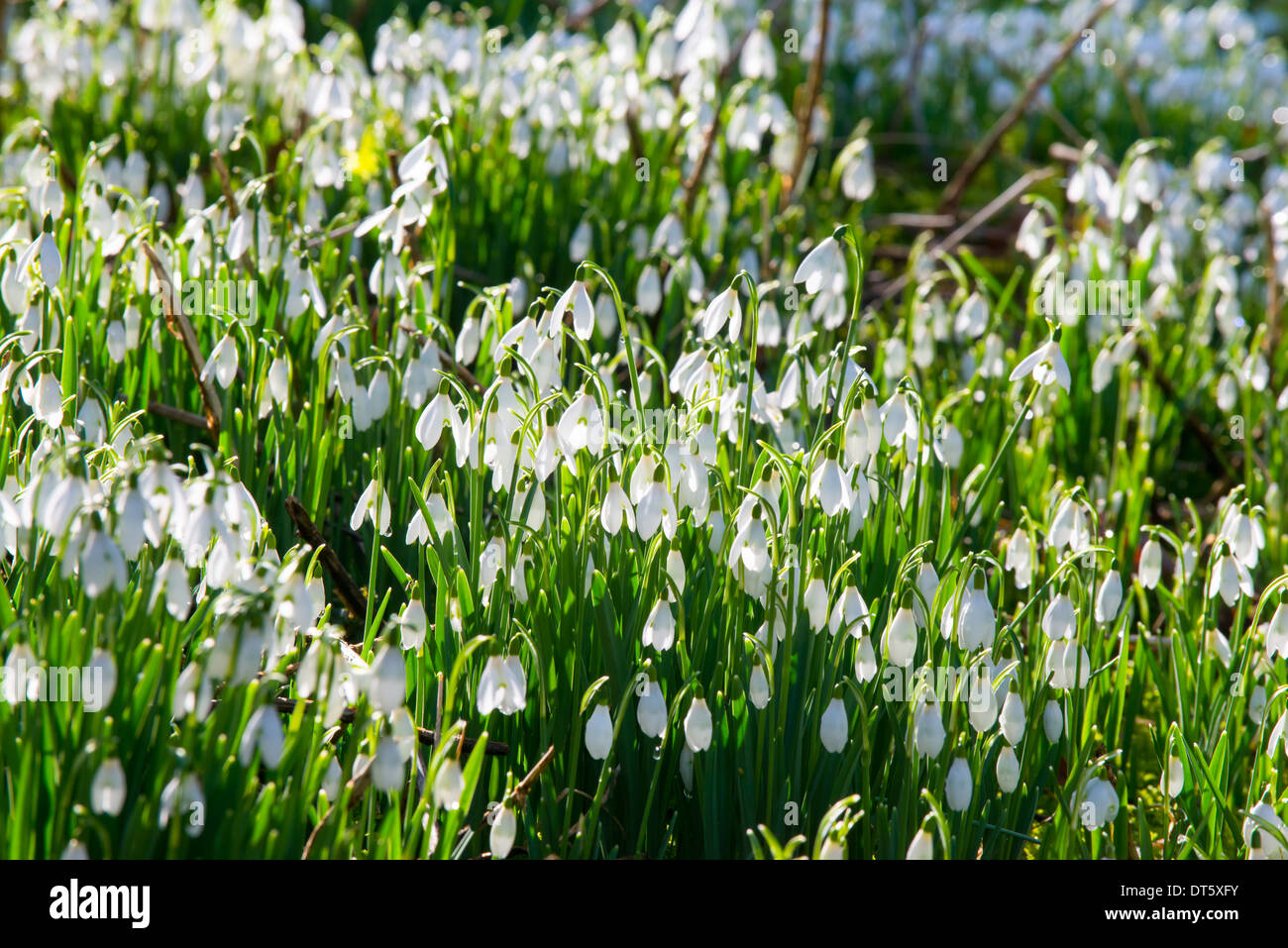 Snowdrops in St Peter's church yard, Stanton Lacy, Shropshire, England ...