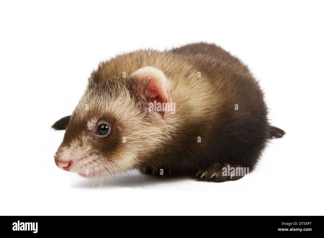 Ferret sitting and looking away in front of white background Stock ...