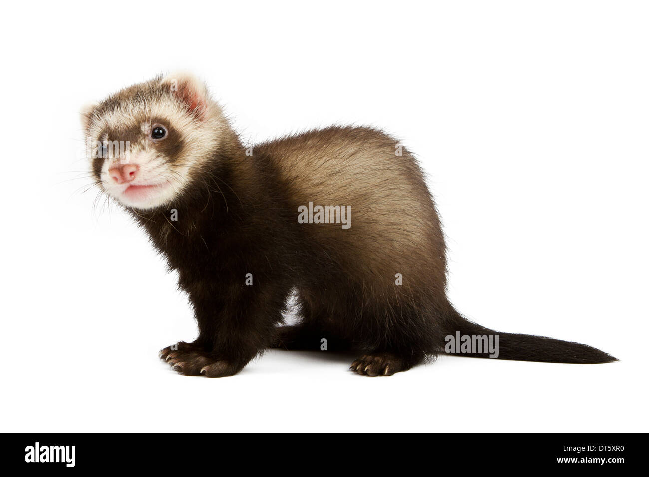 Ferret sitting and looking away in front of white background Stock ...
