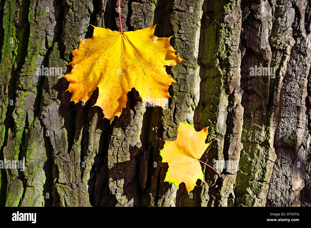 Two yellow maple leaf hi-res stock photography and images - Alamy