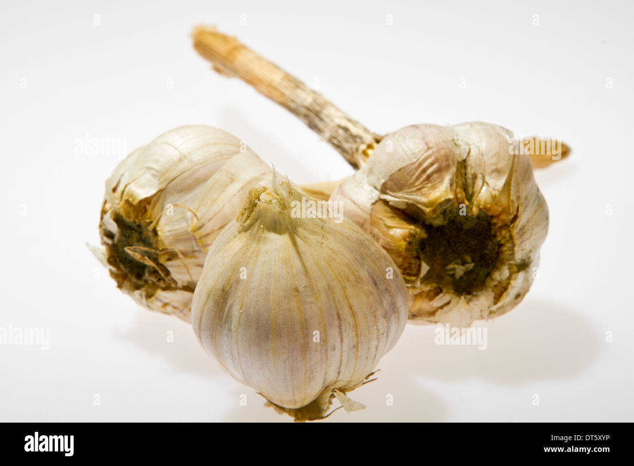 garlic bulb isolated on white background cutout Stock Photo - Alamy