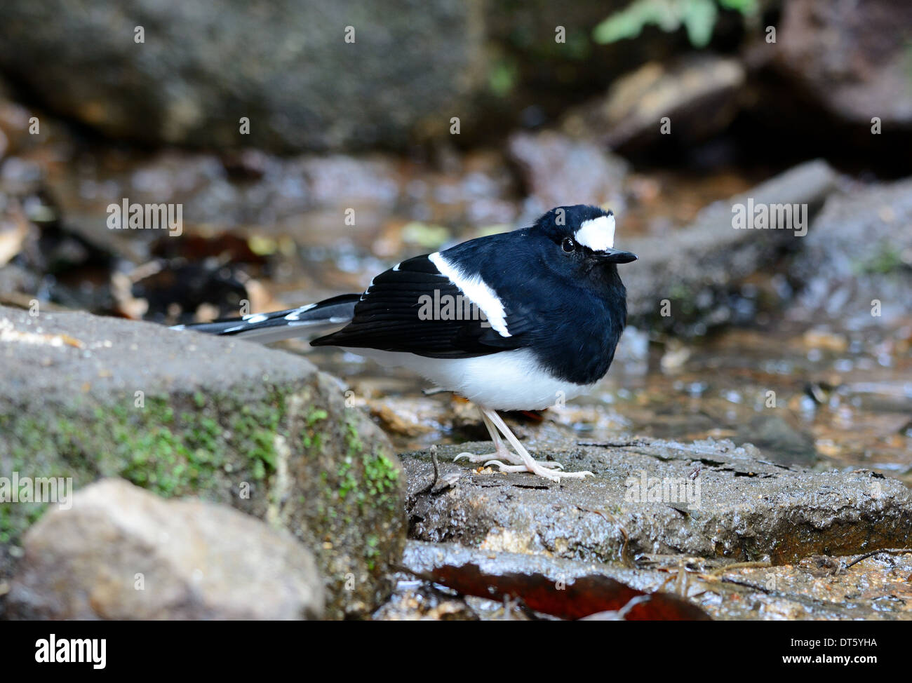 Forktail bird hi-res stock photography and images - Alamy