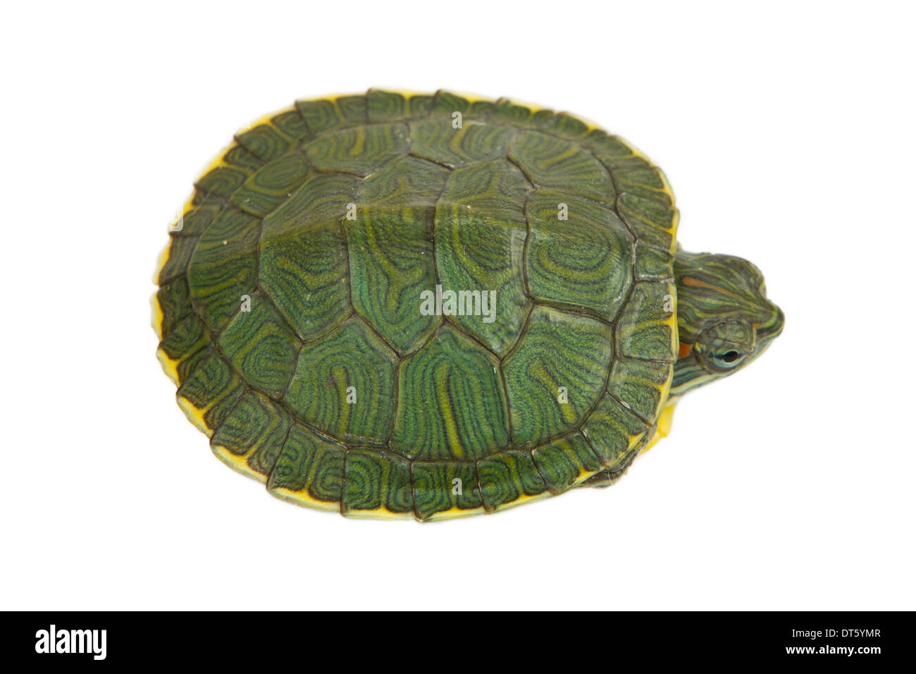 Funny green turtle on parade or walking around isolated on a white ...