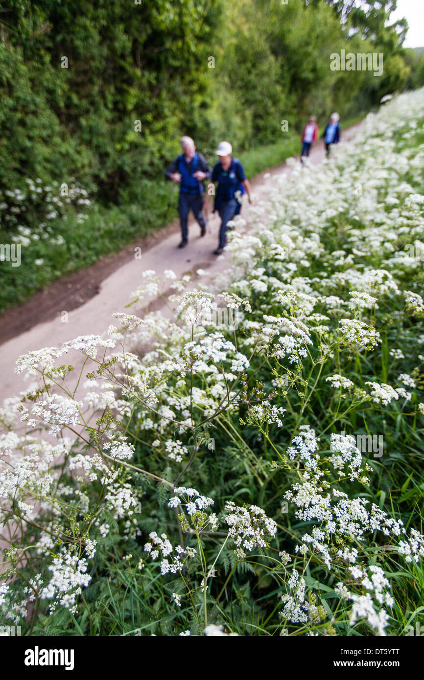 Cotswolds way hi-res stock photography and images - Alamy