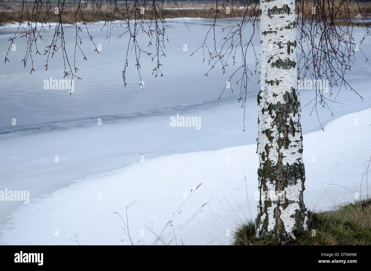 Birch winter stem hi-res stock photography and images - Alamy