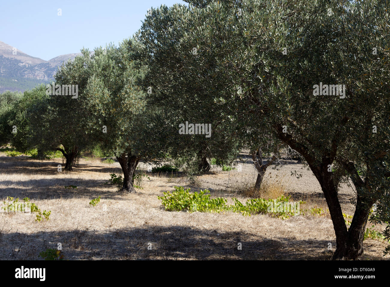 Greek olive trees, Rhodes, Dodecanese Islands, Greece Stock Photo - Alamy