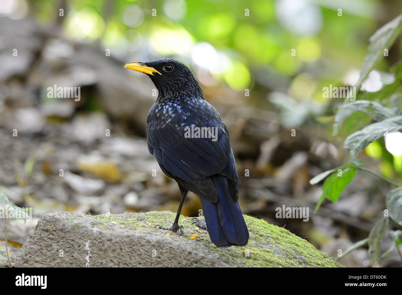 beautiful blue whistling thrush (Myiophoneus caeruleus) in Thai forest ...