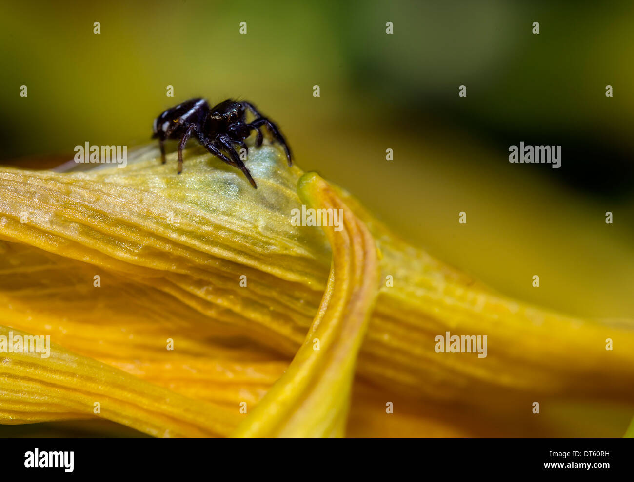 The jumping spider family (Salticidae) contains more than 500 described ...