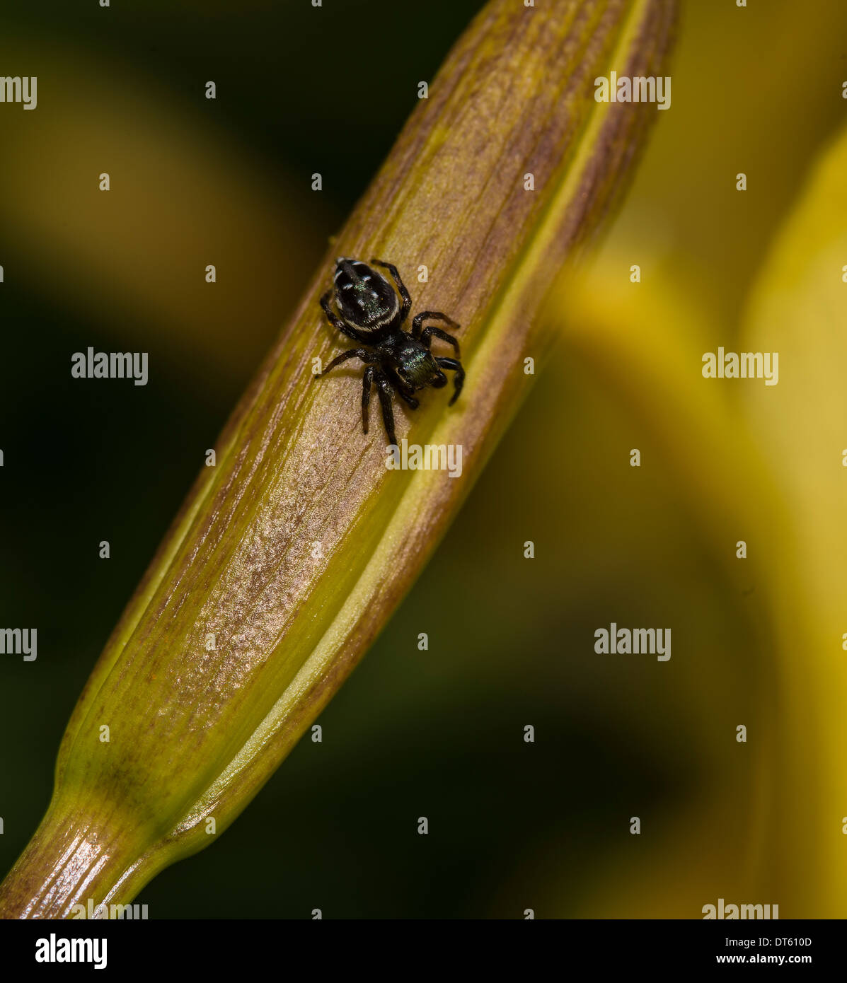The jumping spider family (Salticidae) contains more than 500 described ...