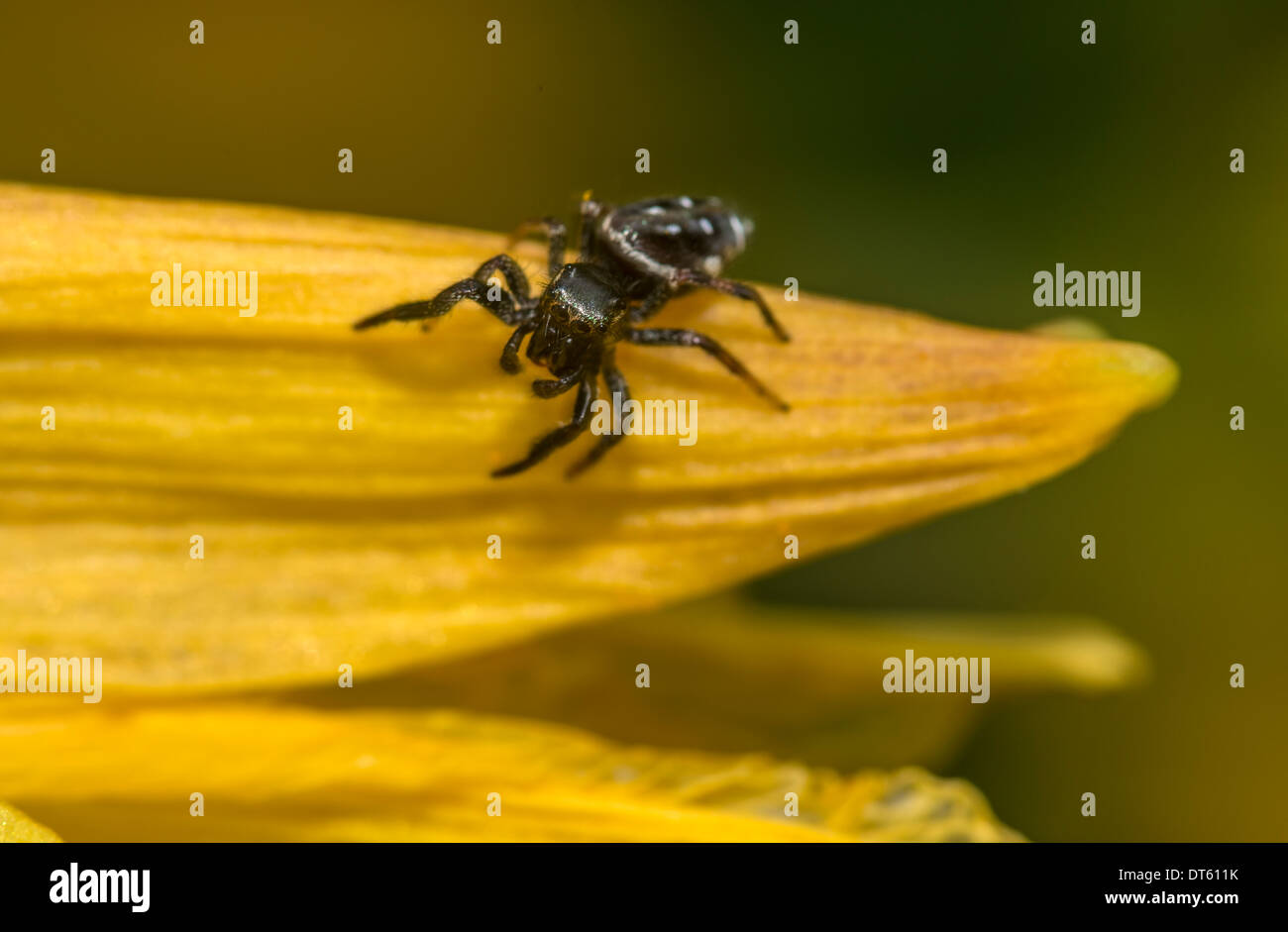 The jumping spider family (Salticidae) contains more than 500 described ...