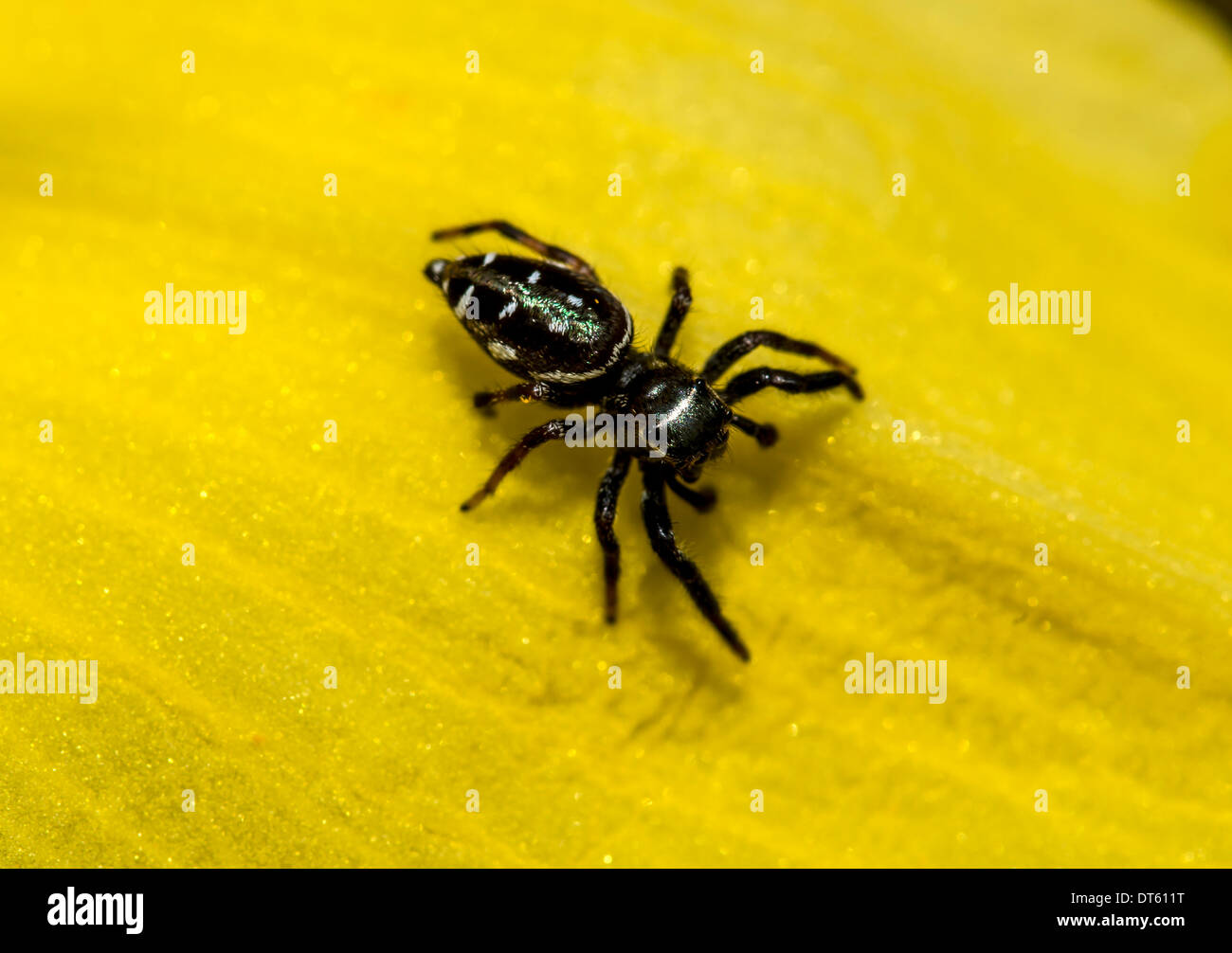 The jumping spider family (Salticidae) contains more than 500 described ...
