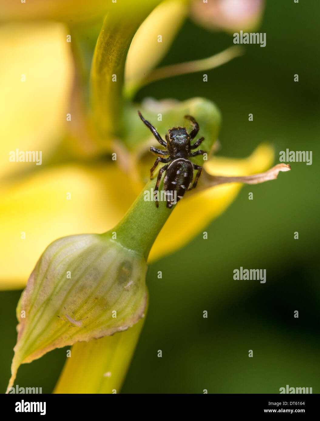 The jumping spider family (Salticidae) contains more than 500 described ...