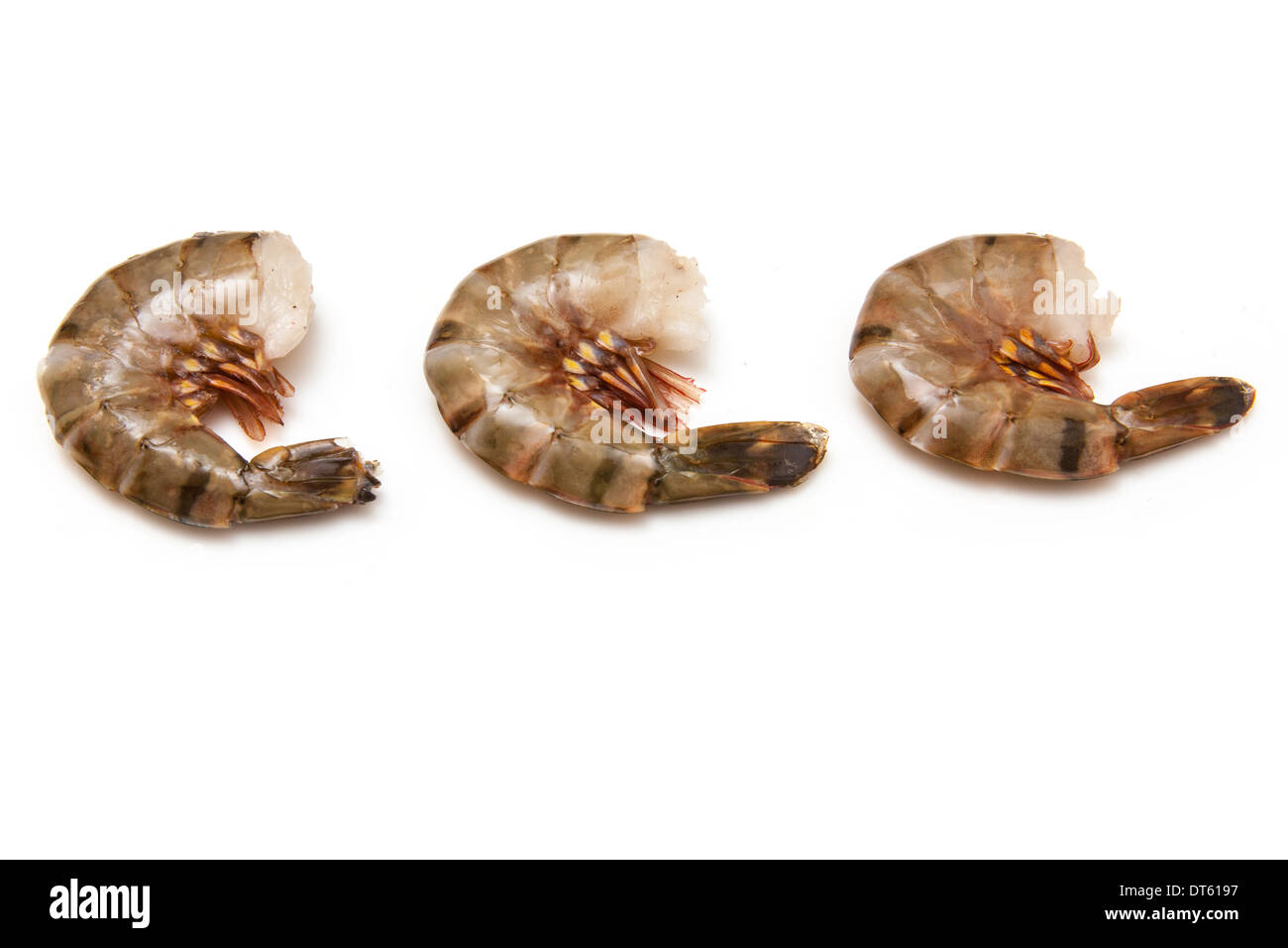 Large tiger prawn or Asian tiger shrimp- Penaeus monodon. Isolated on a ...