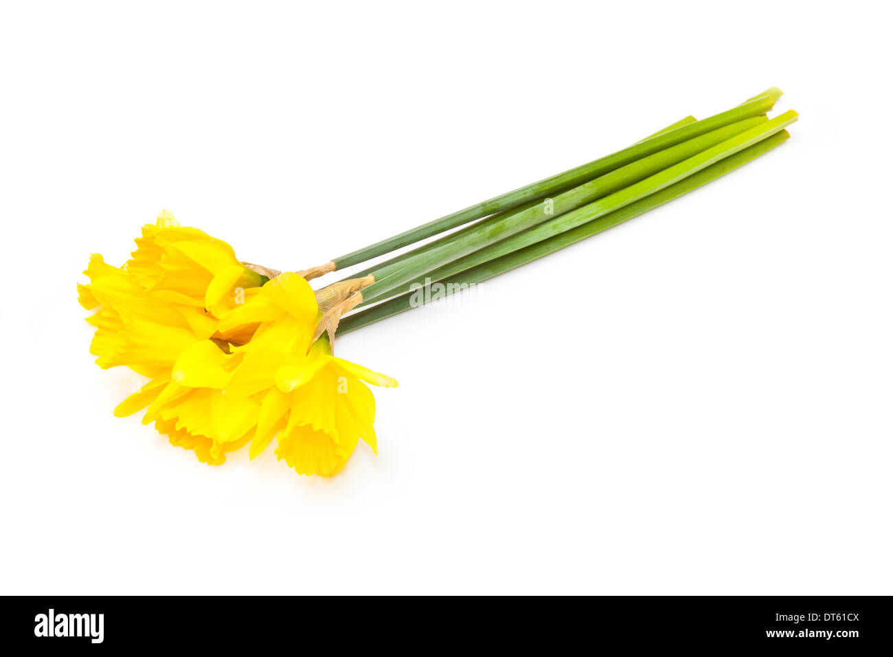 Bunch of daffodil's isolated on a white studio background Stock Photo ...